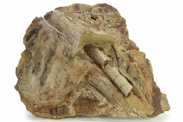 11" Sandstone With Triceratops Jugal, Tendon & Bone - Wyoming (#227967 ...