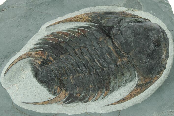 3.95" Lower Cambrian Trilobite (Neltneria) - Issafen, Morocco (#227785 ...