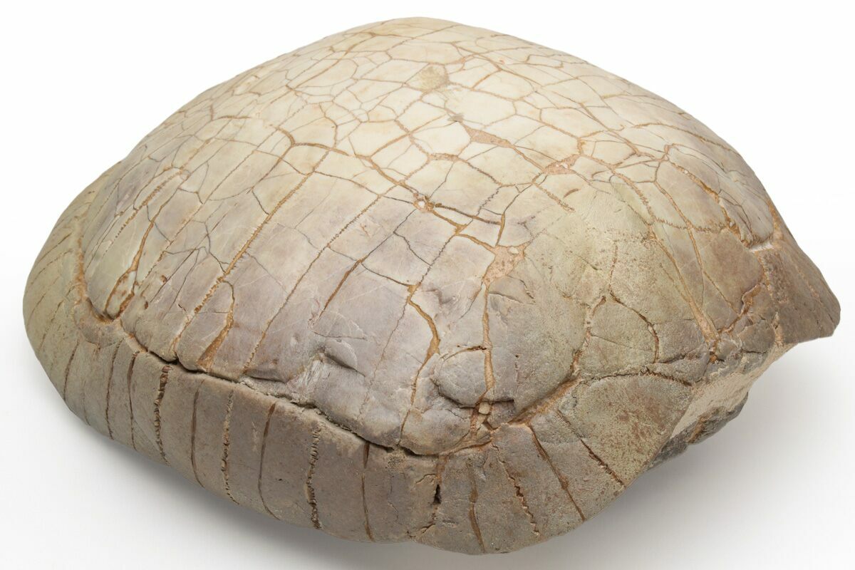 7.3" Fossil Tortoise (Stylemys) - South Dakota (#227349) For Sale ...