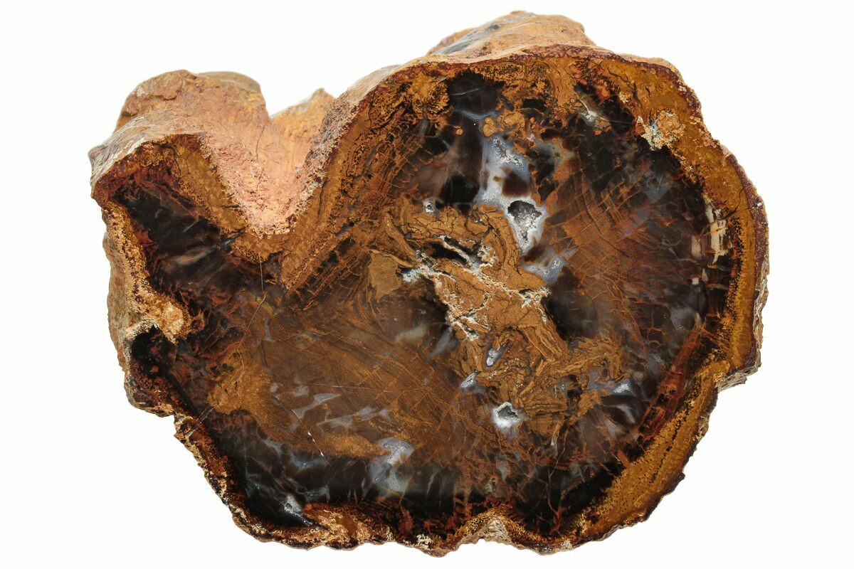 5.7" Petrified Wood (Sycamore) Limb End-Cut - Parker, Colorado (#228120 ...