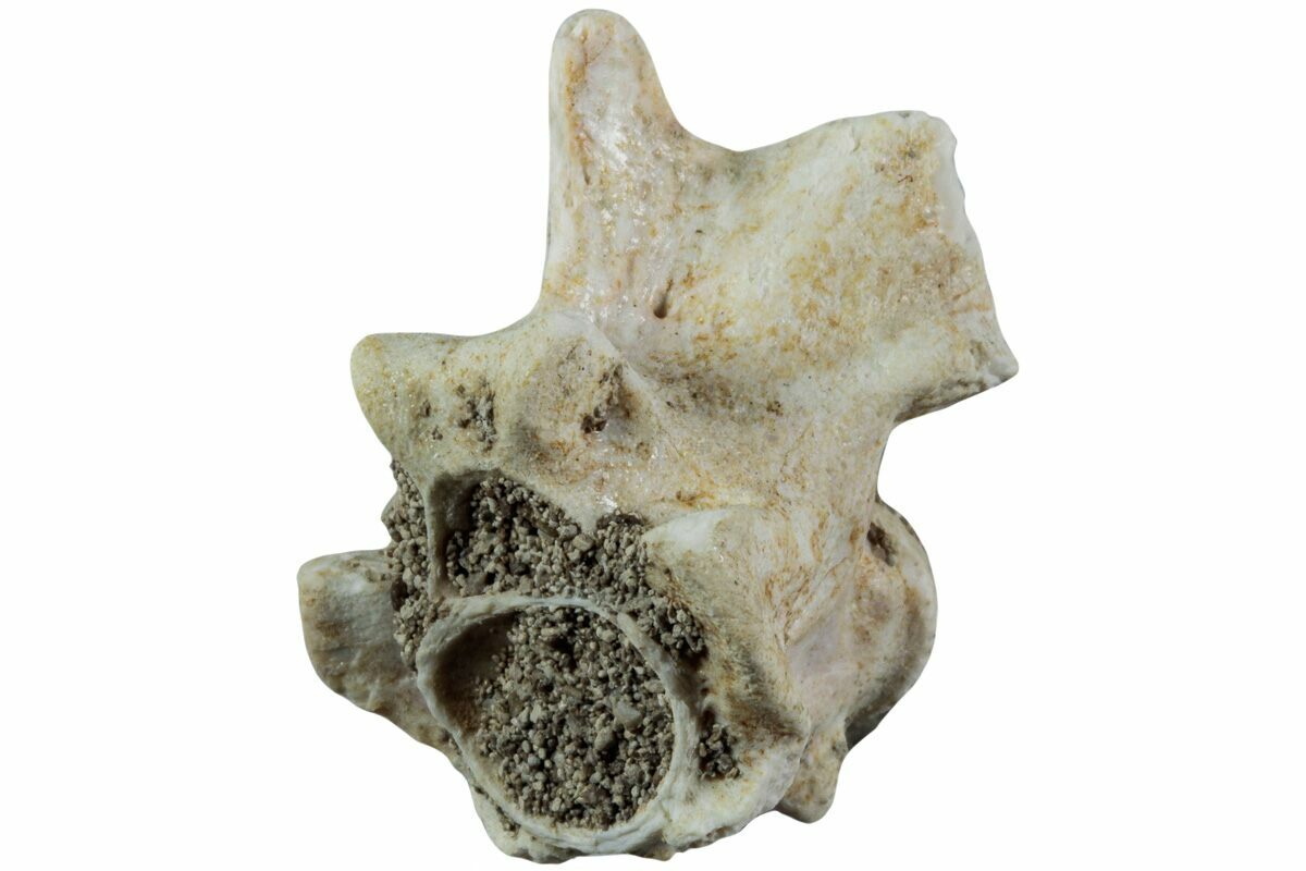 .92" Fossil Sea Snake (Palaeophis) Vertebra - Morocco (#227958) For ...
