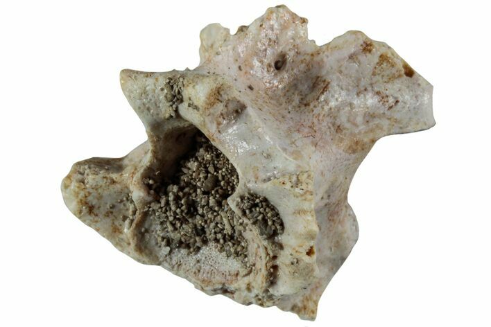 .74" Fossil Sea Snake (Palaeophis) Vertebra - Morocco (#227960) For ...