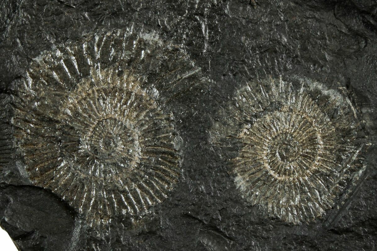 7" Dactylioceras Ammonite Cluster - Posidonia Shale, Germany (#228031 ...