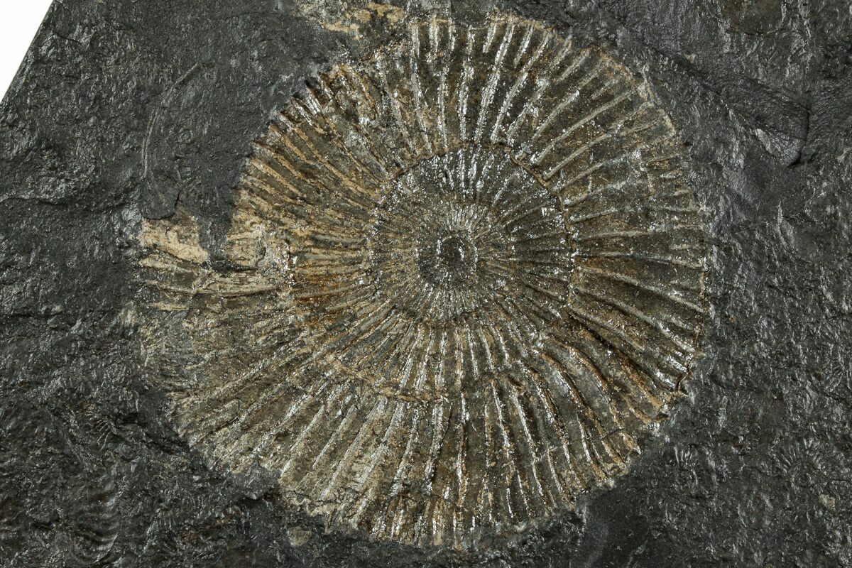 2.2" Dactylioceras Ammonite - Posidonia Shale, Germany (#228046) For ...