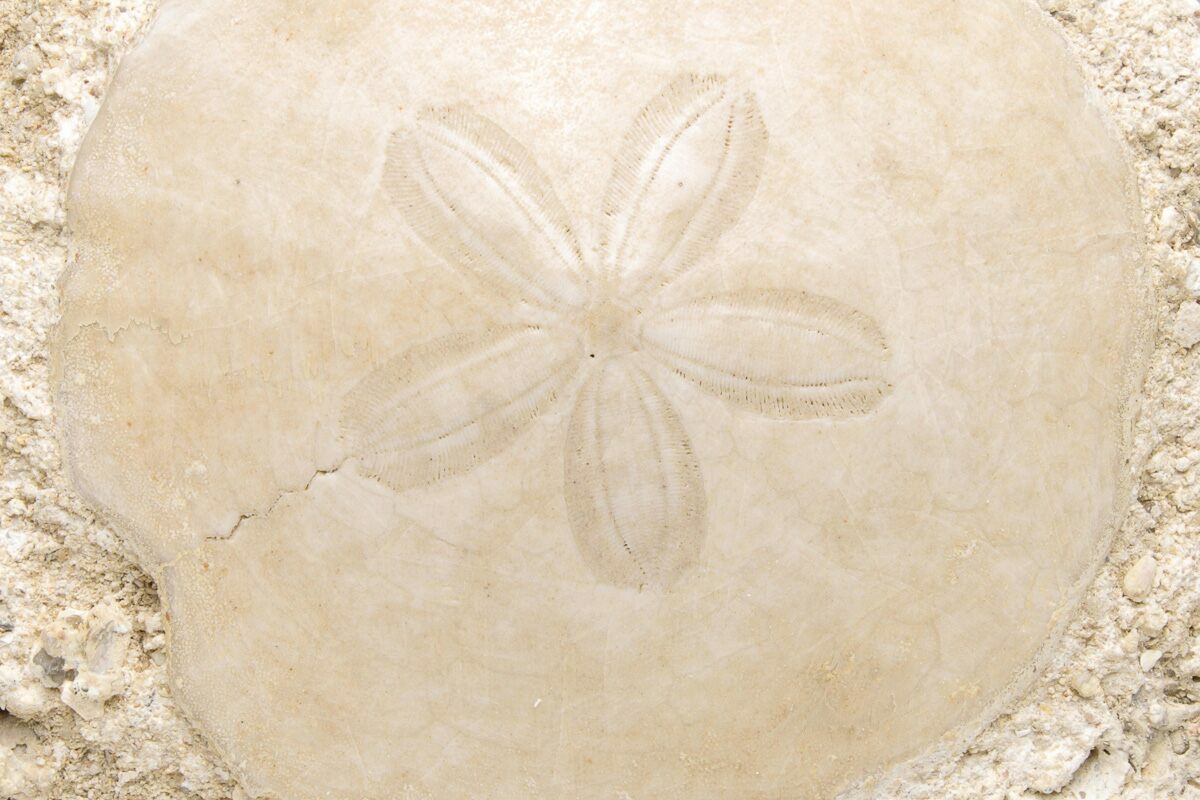 2.7" Fossil Sand Dollar (Scutella) - France (#227716) For Sale ...