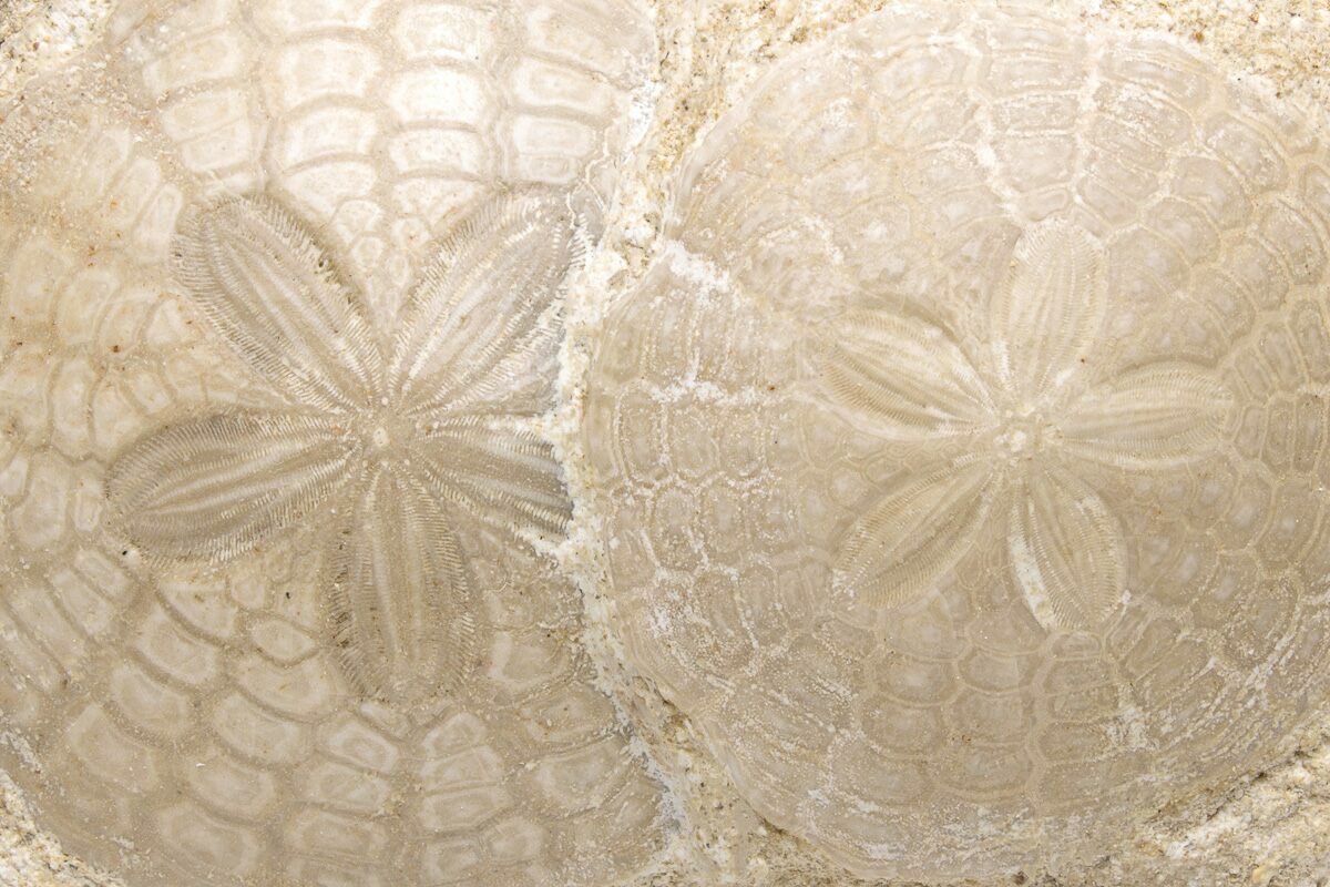 Two Fossil Sand Dollars (Scutella) - France (#227722) For Sale ...