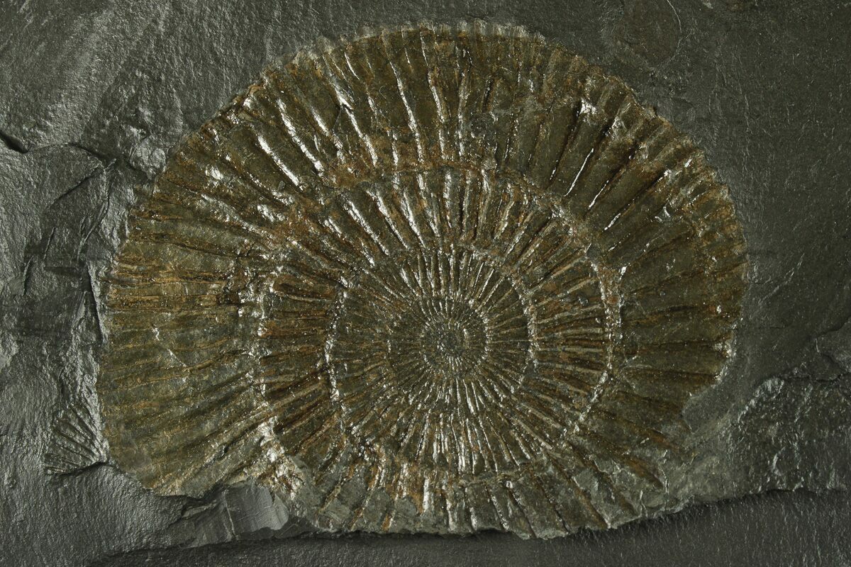 3" Dactylioceras Ammonite - Posidonia Shale, Germany (#228051) For Sale ...