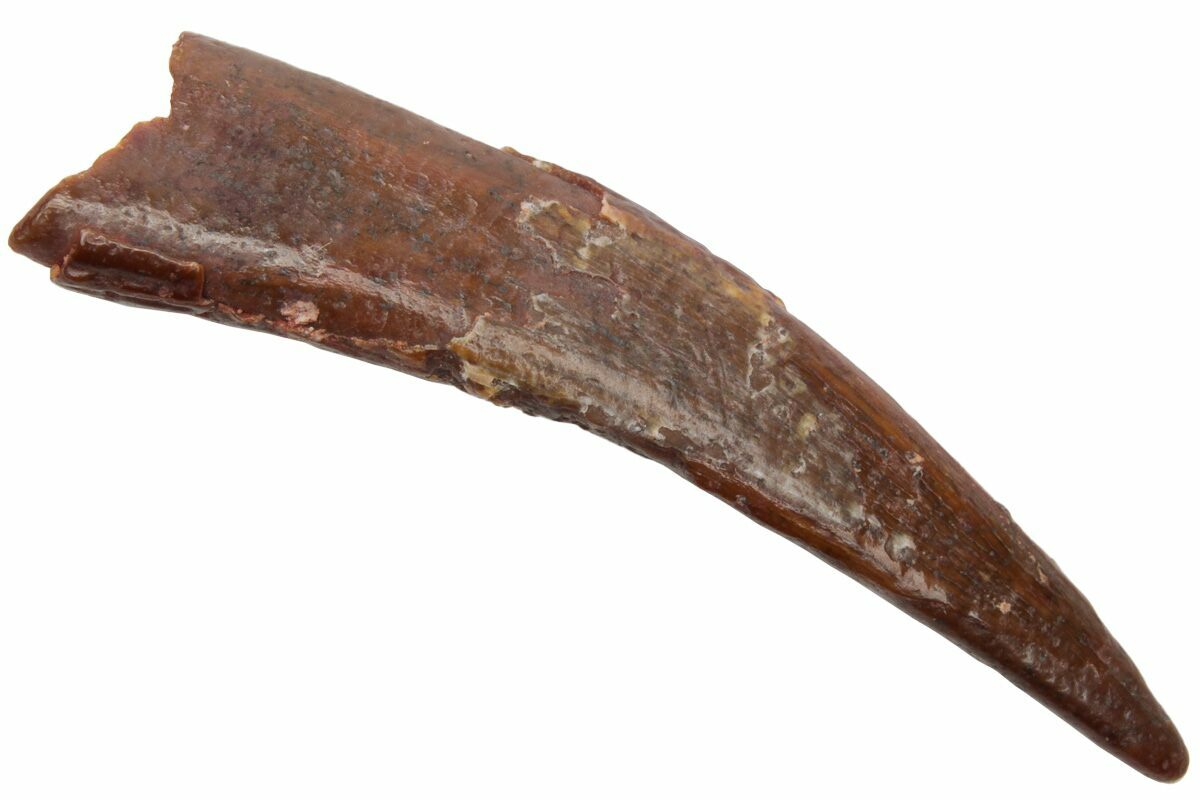 1.06" Fossil Pterosaur (Siroccopteryx) Tooth - Morocco (#228857) For ...