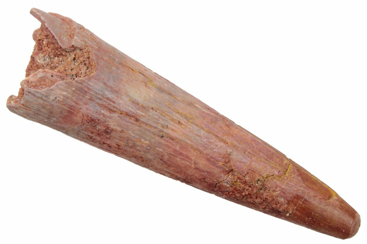 1.4" Fossil Pterosaur (Siroccopteryx) Tooth - Morocco (#228860) For ...