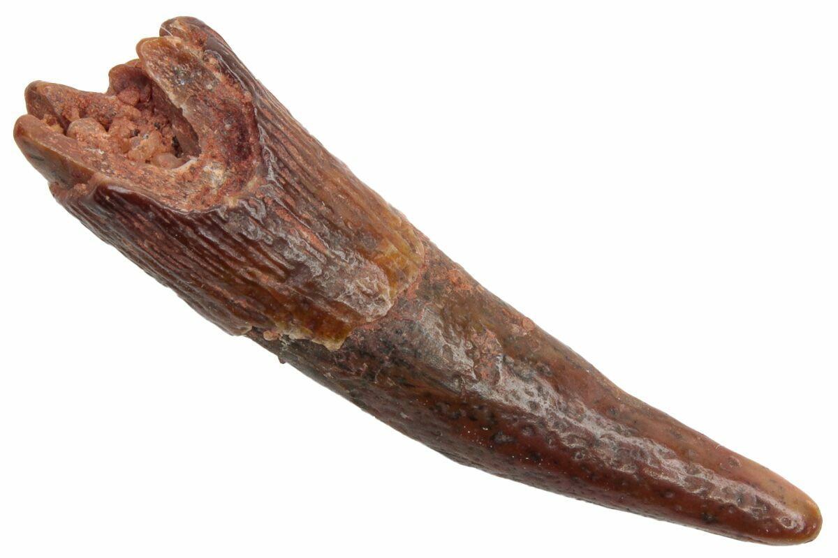 .9" Fossil Pterosaur (Siroccopteryx) Tooth - Morocco (#228812) For Sale ...