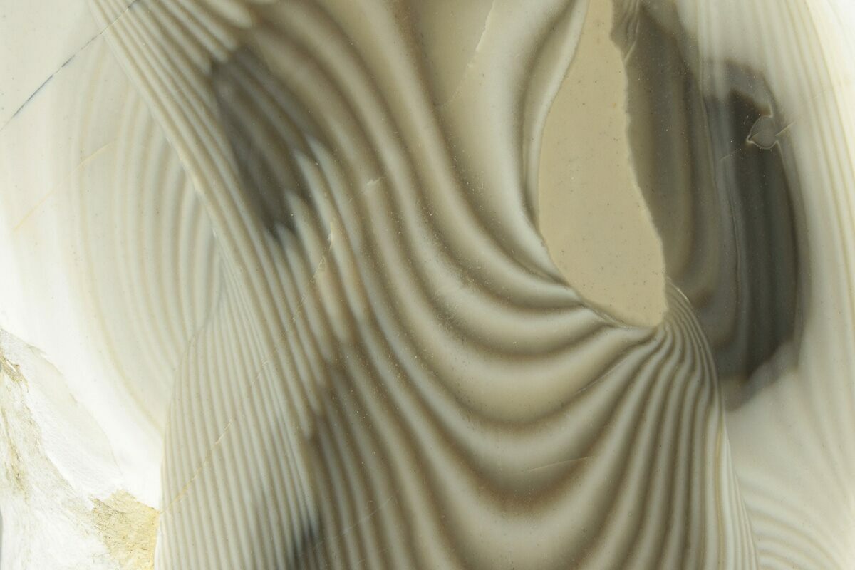 7.4" Polished, Striped Flint Stand Up - Poland (#228127) For Sale ...