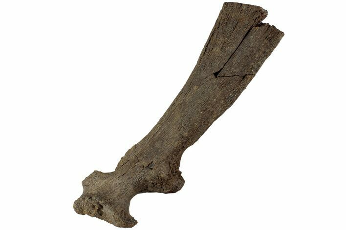 9.6" Hadrosaur (Edmontosaurus) Spinous Process - Wyoming (#229172) For ...