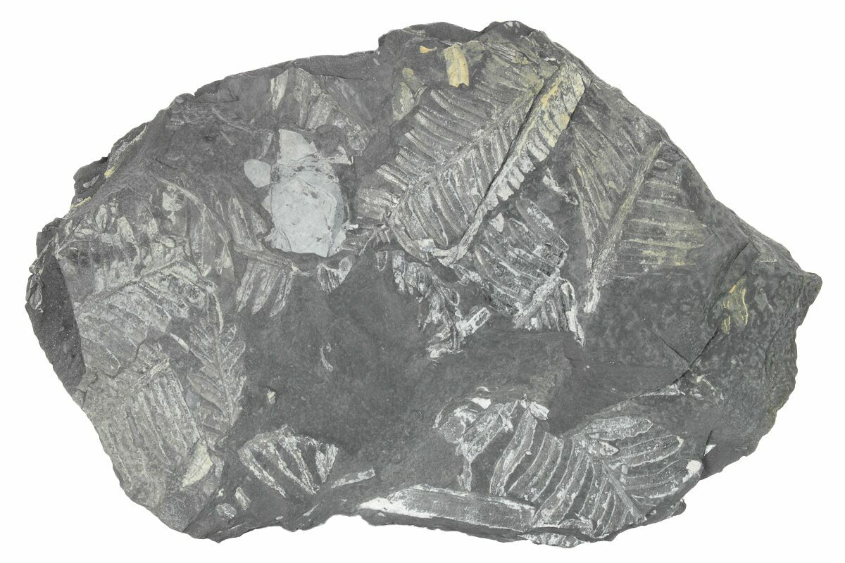 8.4" Fossil Seed Fern (Alethopteris) Plate - Pennsylvania (#229322) For ...