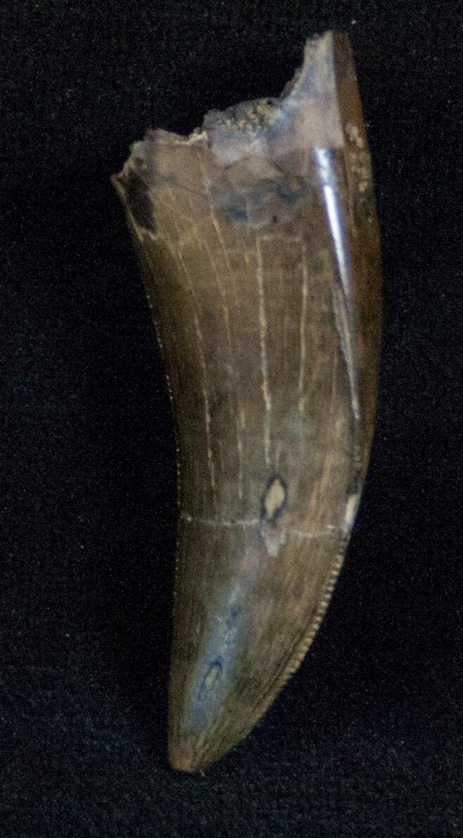 Beautiful 1.43" Tyrannosaur Tooth - Montana (#13896) For Sale ...