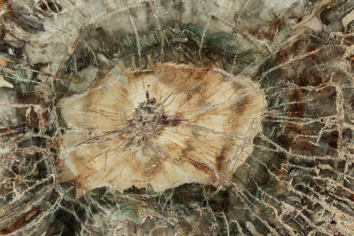 5" Polished Petrified Wood Log Section - Madagascar (#229603) For Sale ...