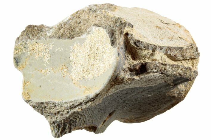 1.4" Fossil Mosasaur (Platecarpus) Caudal Vertebra - Kansas (#229619 ...