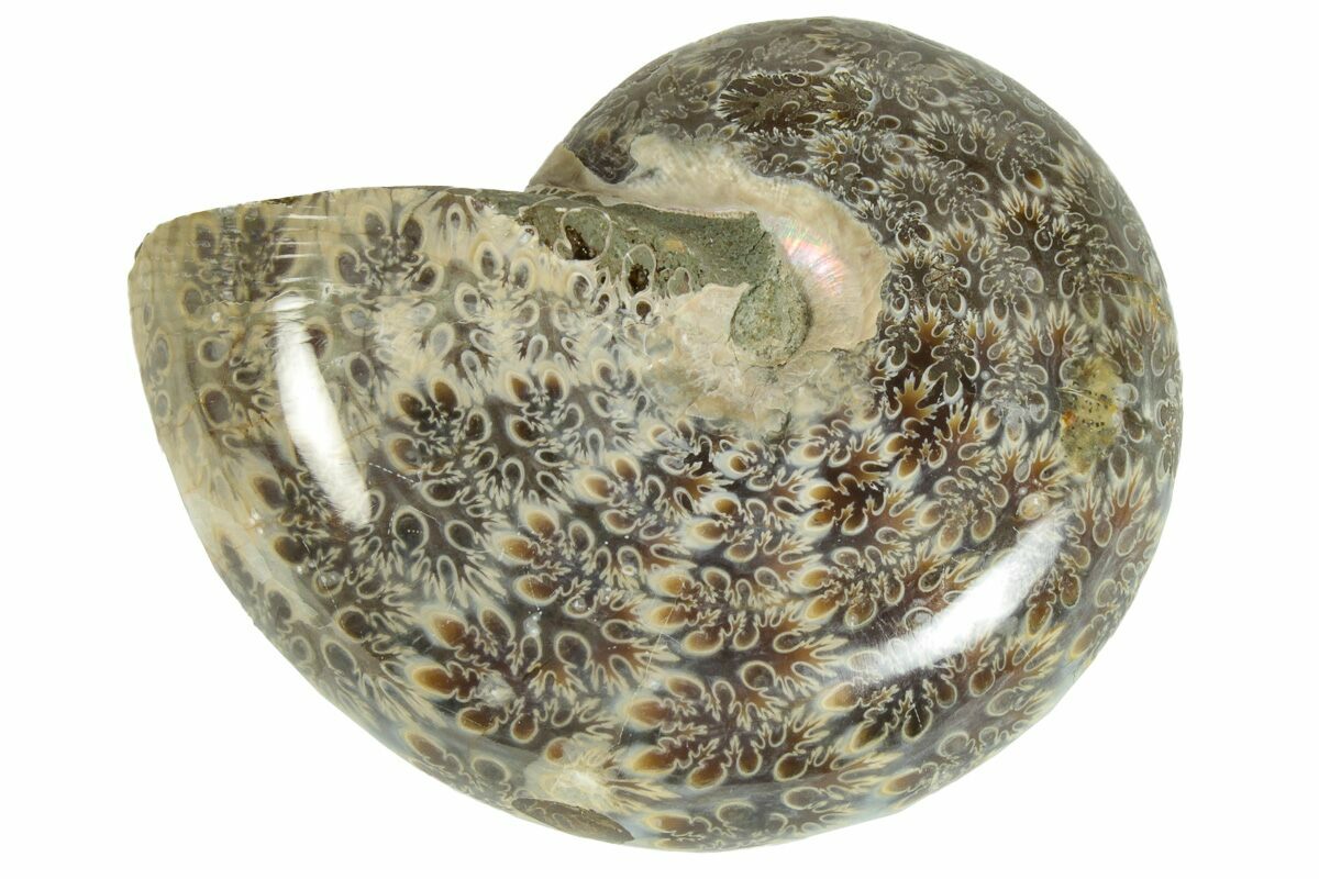 3" Polished Agatized Ammonite (Phylloceras?) Fossil - Madagascar ...