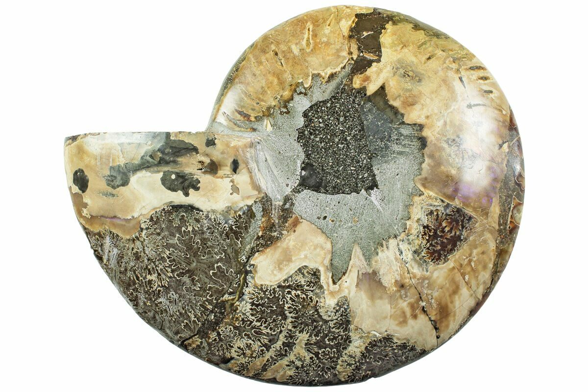 Bargain, 8.4" Cut & Polished Ammonite Fossil (Half) - Madagascar ...