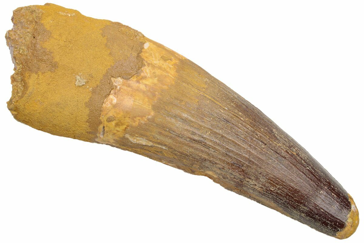 4.55" Fossil Spinosaurus Tooth - Huge Dinosaur Tooth (#230548) For Sale ...