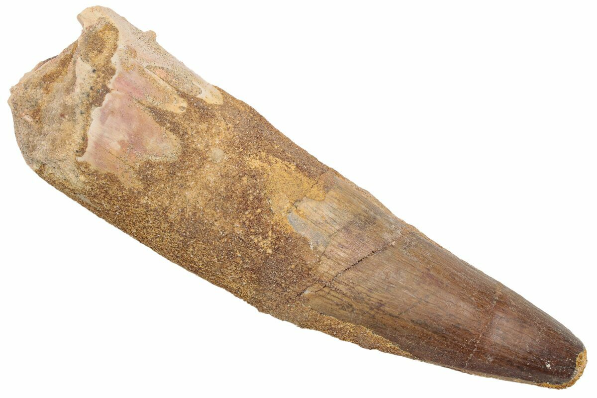 4.88" Fossil Spinosaurus Tooth - Huge Dinosaur Tooth (#230552) For Sale ...
