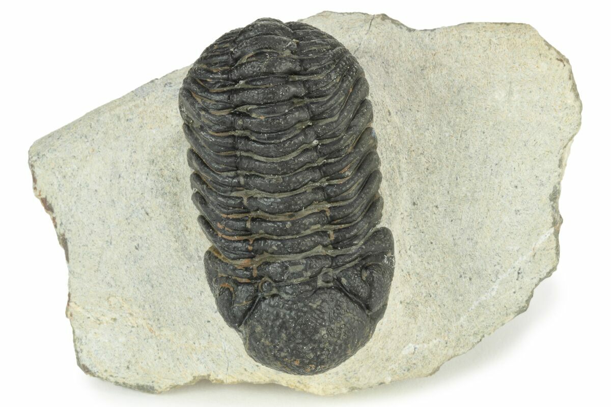 2" Detailed Morocops Trilobite - Ofaten, Morocco (#229751) For Sale ...