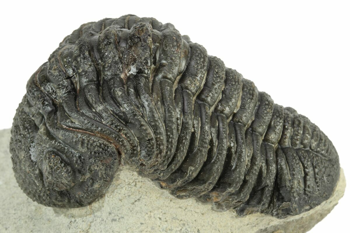 2.4" Detailed Morocops Trilobite - Morocco (#229755) For Sale ...
