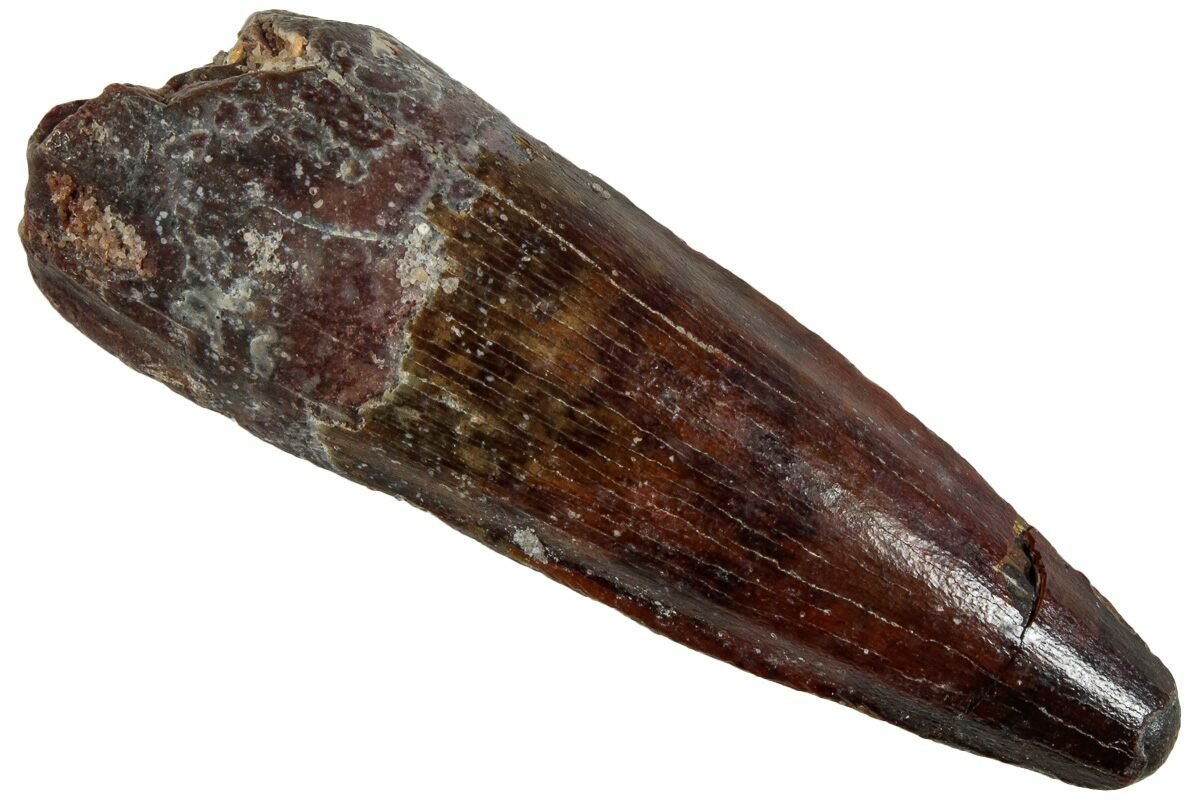 1.97" Fossil Spinosaurus Tooth - Real Dinosaur Tooth (#230744) For Sale ...