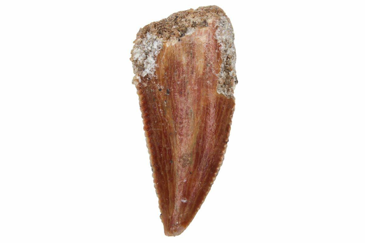 Serrated, .66" Raptor Tooth - Real Dinosaur Tooth (#230875) For Sale ...