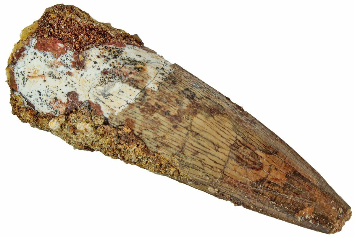 2.29" Fossil Spinosaurus Tooth - Real Dinosaur Tooth (#230809) For Sale ...