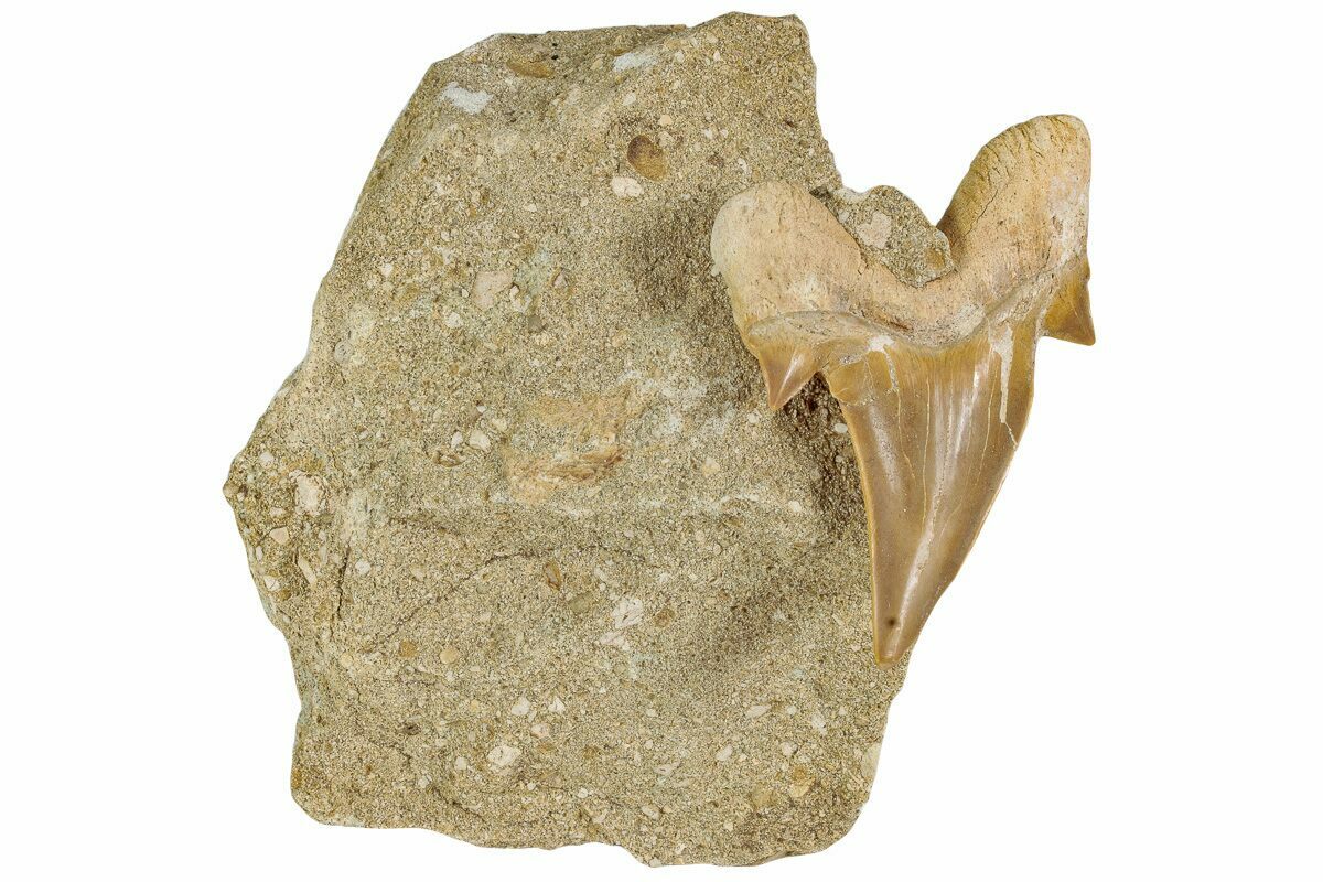 2.5" Otodus Shark Tooth Fossil in Rock - Eocene (#230924) For Sale ...