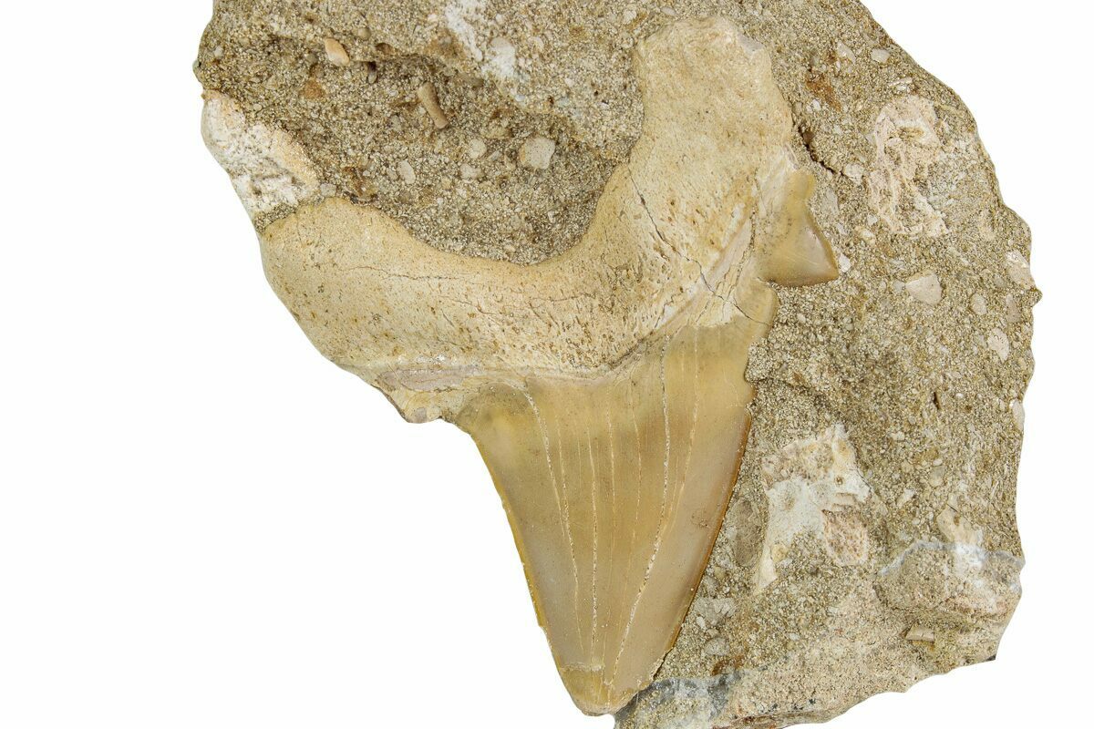 2.45" Otodus Shark Tooth Fossil in Rock - Eocene (#230929) For Sale ...