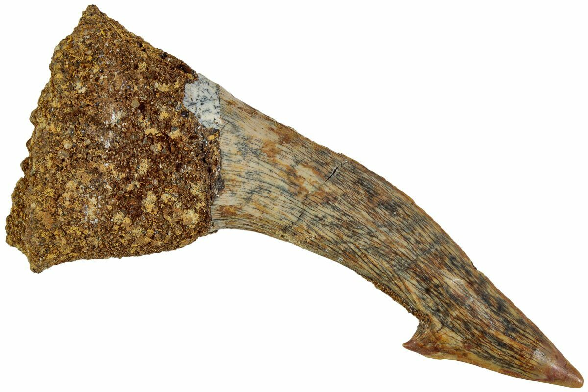 2.95" Fossil Sawfish (Onchopristis) Rostral Barb - Morocco (#230990 ...
