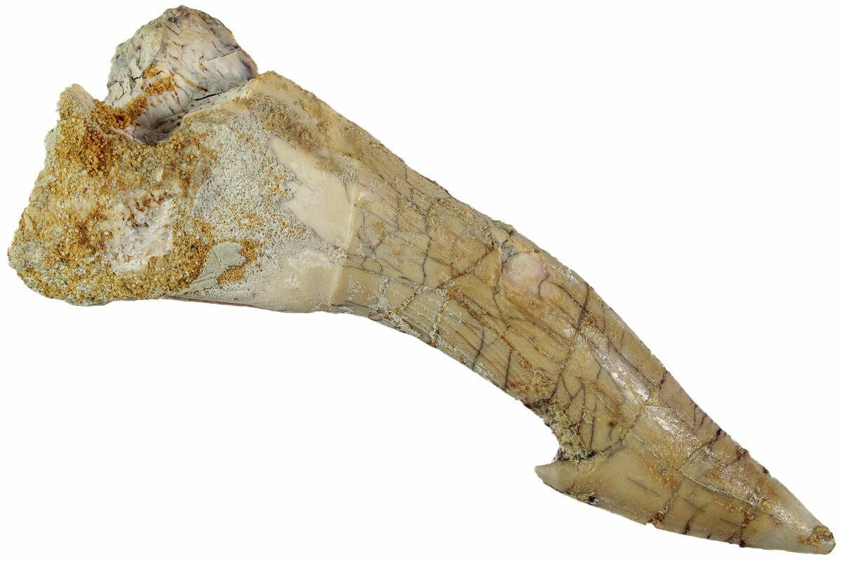 3.25" Fossil Sawfish (Onchopristis) Rostral Barb - Morocco (#230996 ...