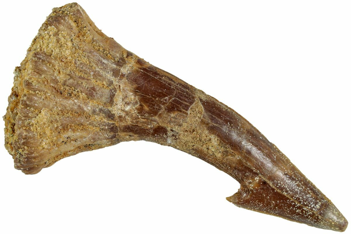 2.95" Fossil Sawfish (Onchopristis) Rostral Barb - Morocco (#231002 ...