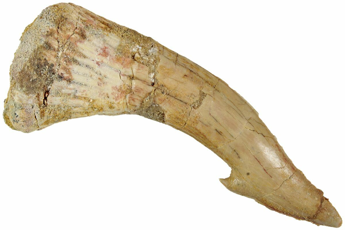 3" Fossil Sawfish (Onchopristis) Rostral Barb - Morocco (#231008) For ...