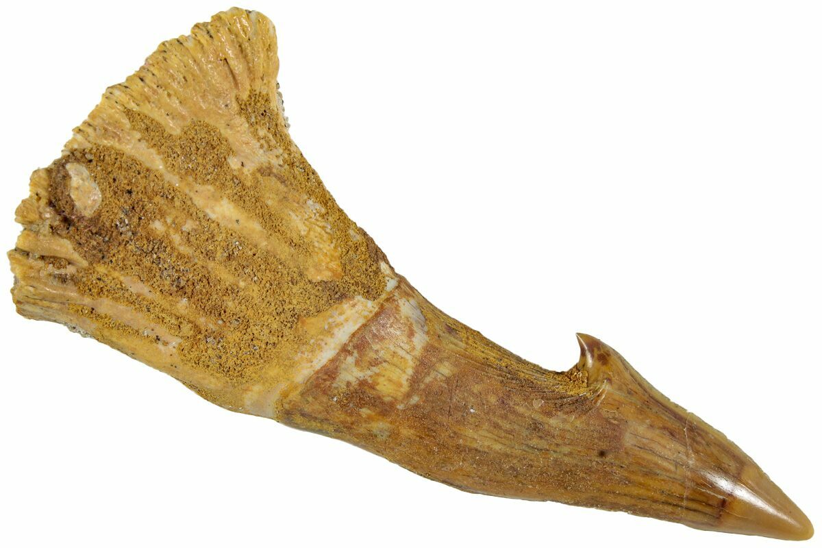 2.1" Fossil Sawfish (Onchopristis) Rostral Barb - Morocco (#231011) For ...