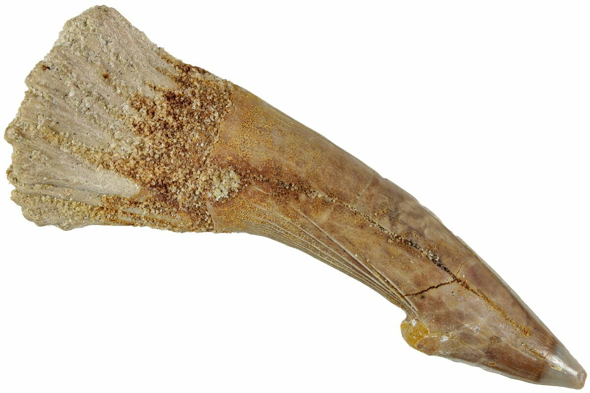 3.2" Fossil Sawfish (Onchopristis) Rostral Barb - Morocco (#231018) For ...