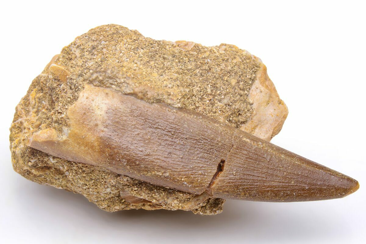 1.85" Fossil Plesiosaur (Zarafasaura) Tooth in Rock - Morocco (#231133 ...