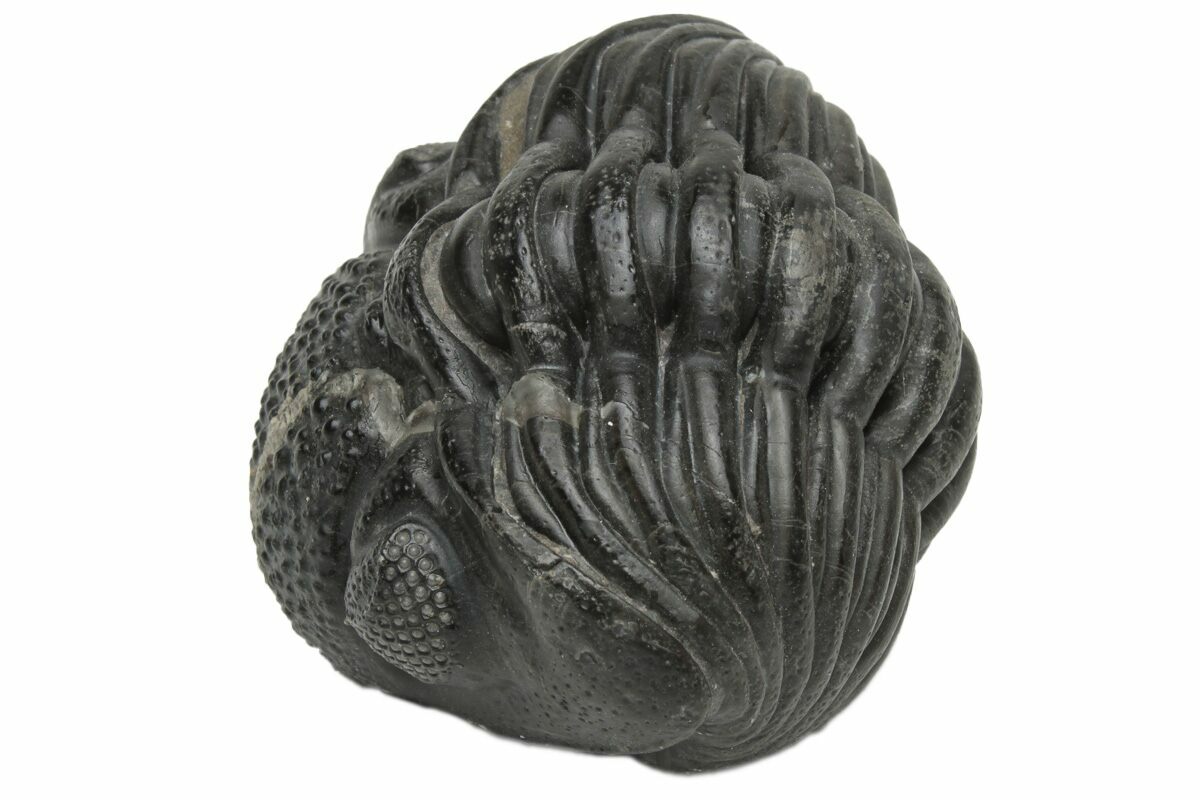 1.7" Wide, Enrolled Pedinopariops Trilobite (#229832) For Sale ...