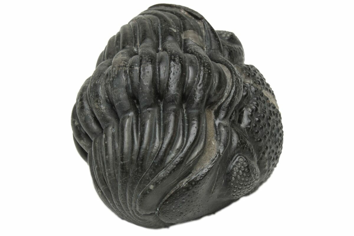 1.7" Wide, Enrolled Pedinopariops Trilobite (#229832) For Sale ...