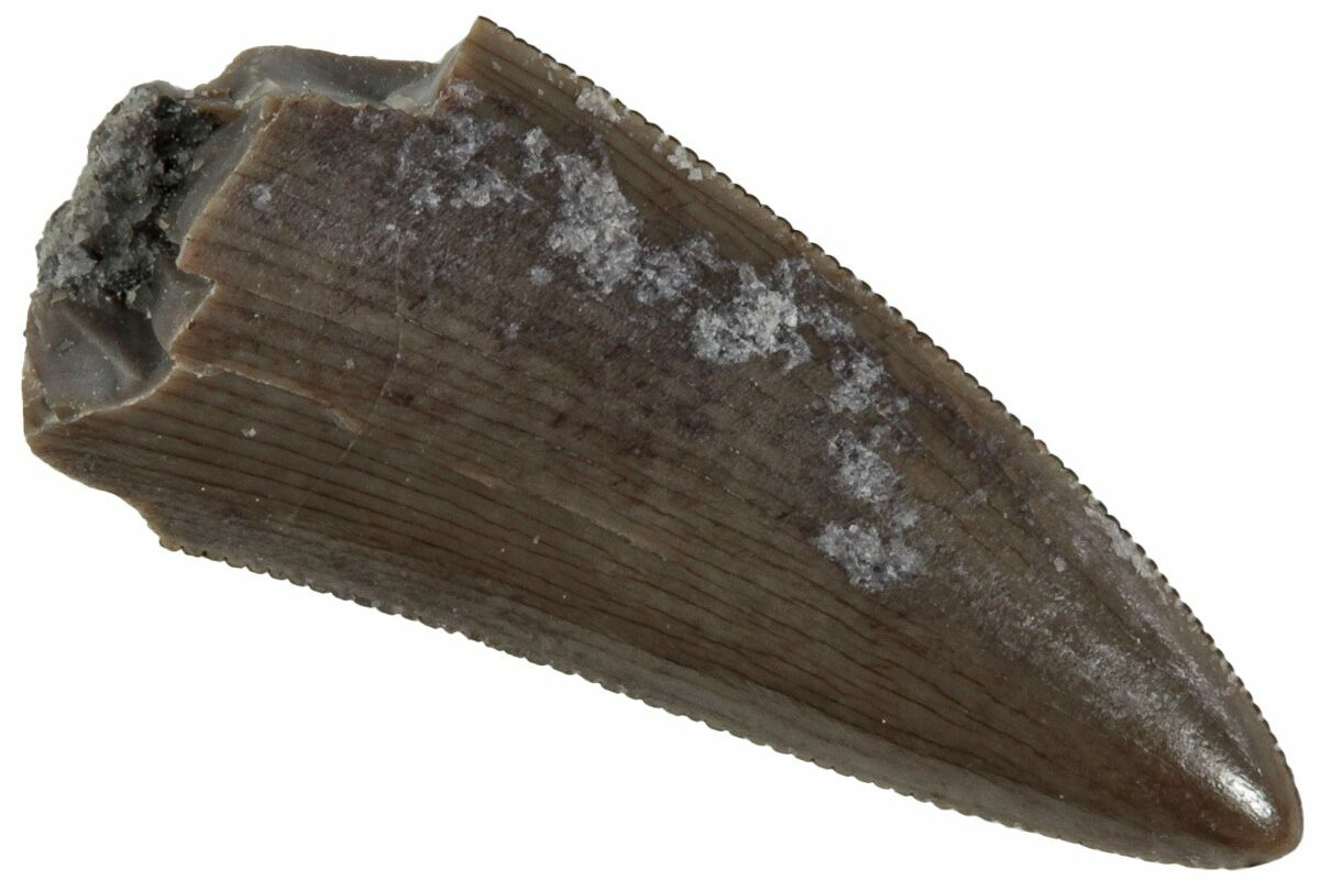 6 Serrated Triassic Reptile Postosuchus Tooth Arizona 231164