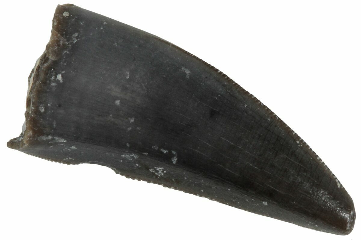 .42" Serrated, Triassic Reptile (Postosuchus?) Tooth - Arizona (#231187 ...