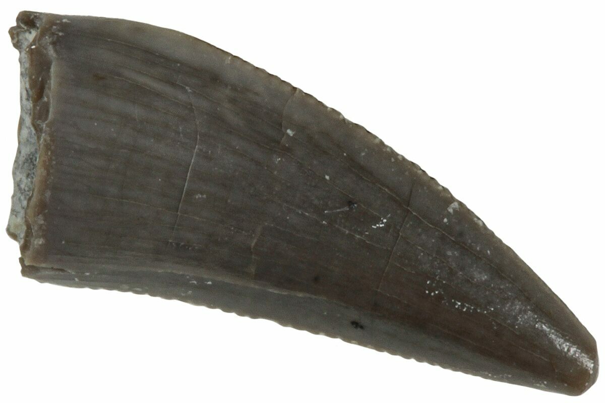 .4" Serrated, Triassic Reptile (Postosuchus?) Tooth - Arizona (#231188 ...