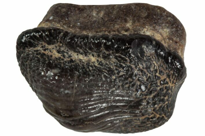 .31" Fossil Crusher Shark (Ptychodus) Tooth - Kansas (#218665) For Sale ...