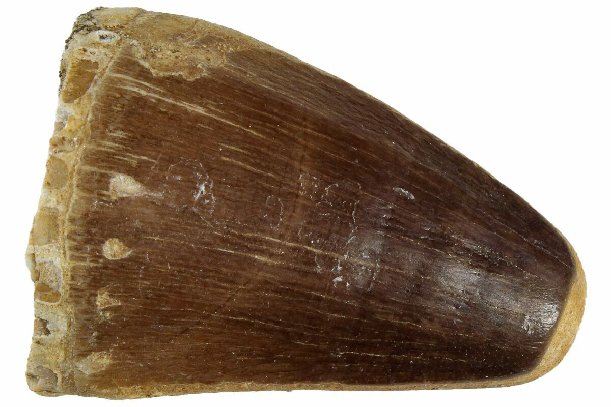 1.4" Fossil Mosasaur (Prognathodon) Tooth - Morocco (#226668) For Sale ...