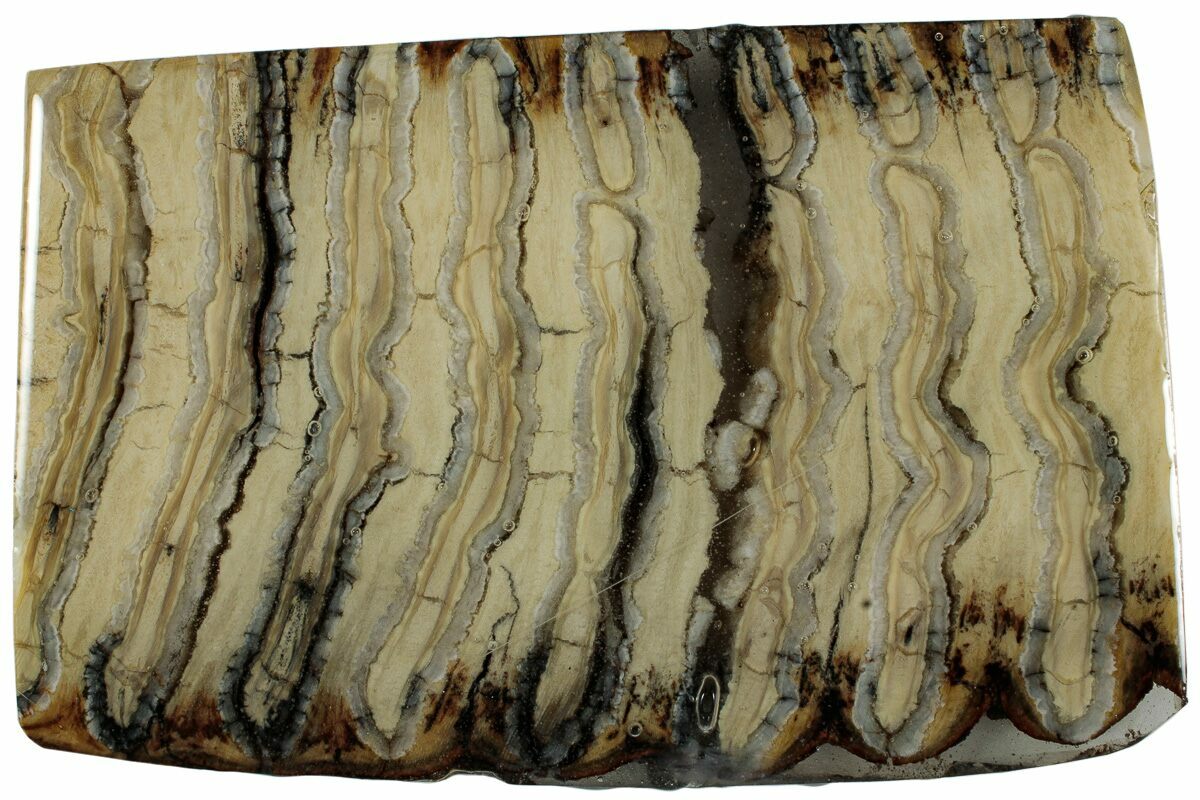 4.9" Fossil Mammoth Molar Slab - Siberia (#231234) For Sale - FossilEra.com
