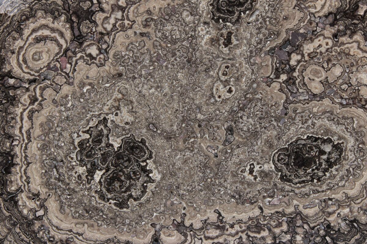 3.7" Polished, Cretaceous, Oncolite Stromatolite Fossil - Mexico ...