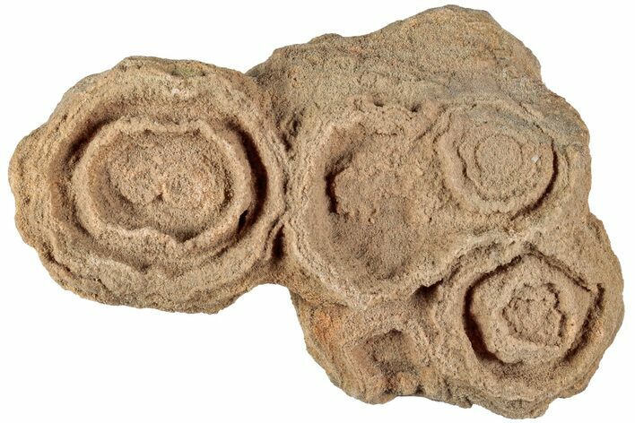 5.7" Flower-Like Sandstone Concretion - Pseudo Stromatolite (#230332 ...