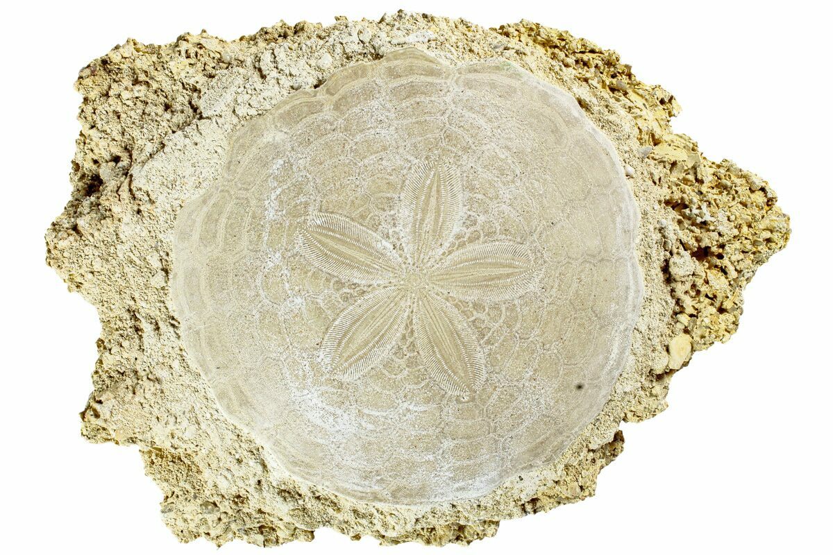3.3" Fossil Sand Dollar (Scutella) - France (#229086) For Sale ...