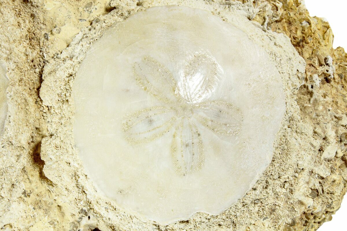 Two Fossil Sand Dollars (Scutella) - France (#229088) For Sale ...